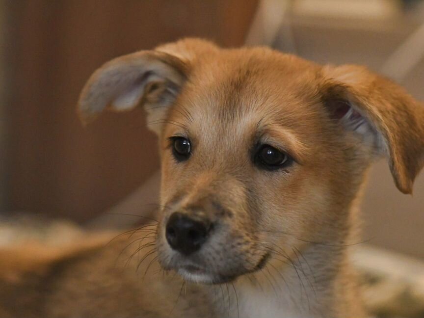 Щенок в добрые руки