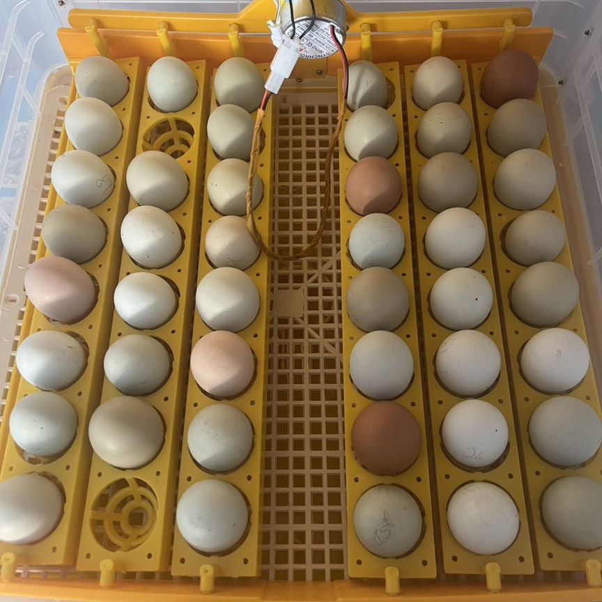 Яйца на инкубацию