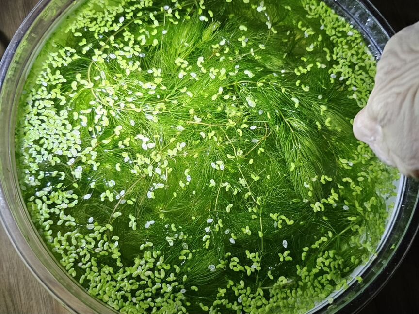 Роголистник в аквариум