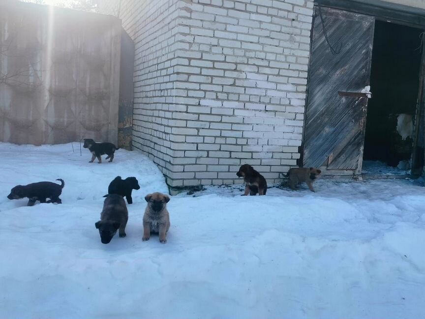 Помощь щенкам. Щенки в добрые руки