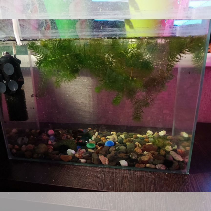 Аквариумные растения. Роголистник