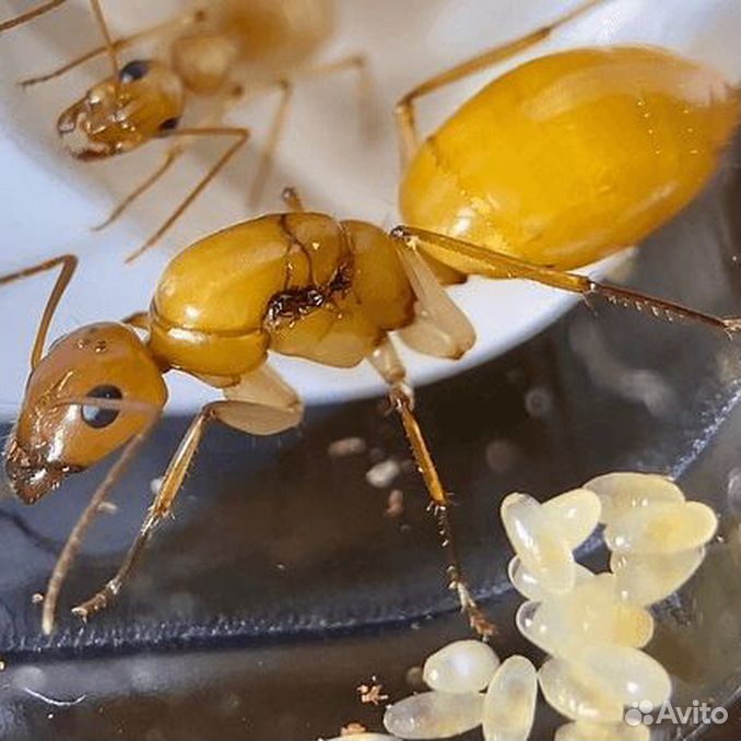 Camponotus turkestanus