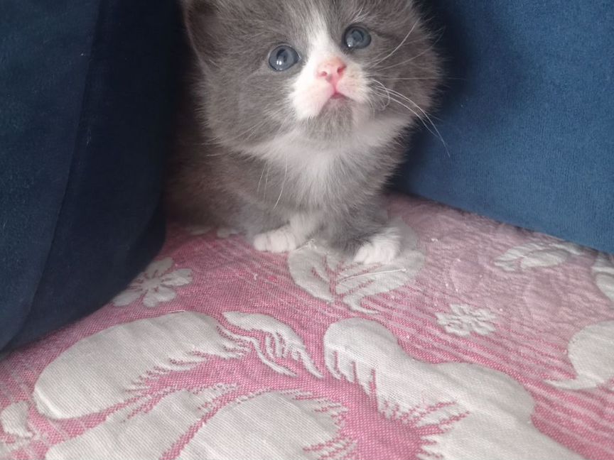 Милая кошечка 1 месяц