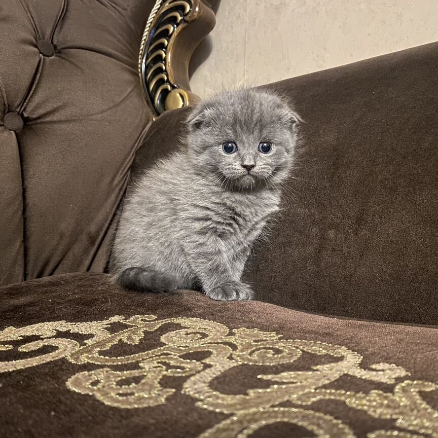Шотландские вислоухие котята