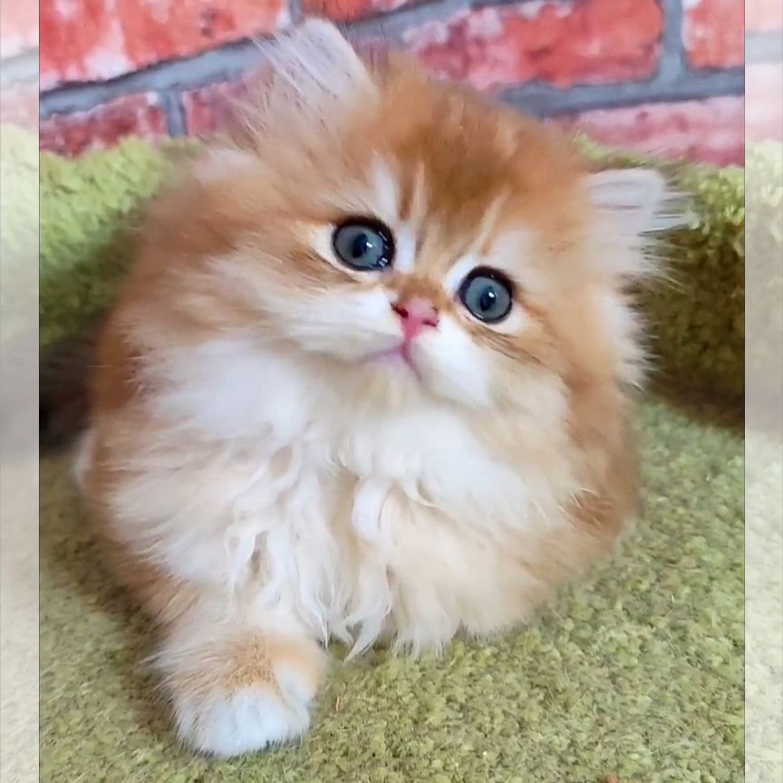 Шотландский мальчик (золотое облачко)