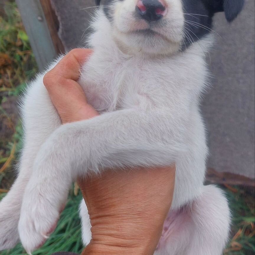 Щенки 1 мес пастушья овчаркк