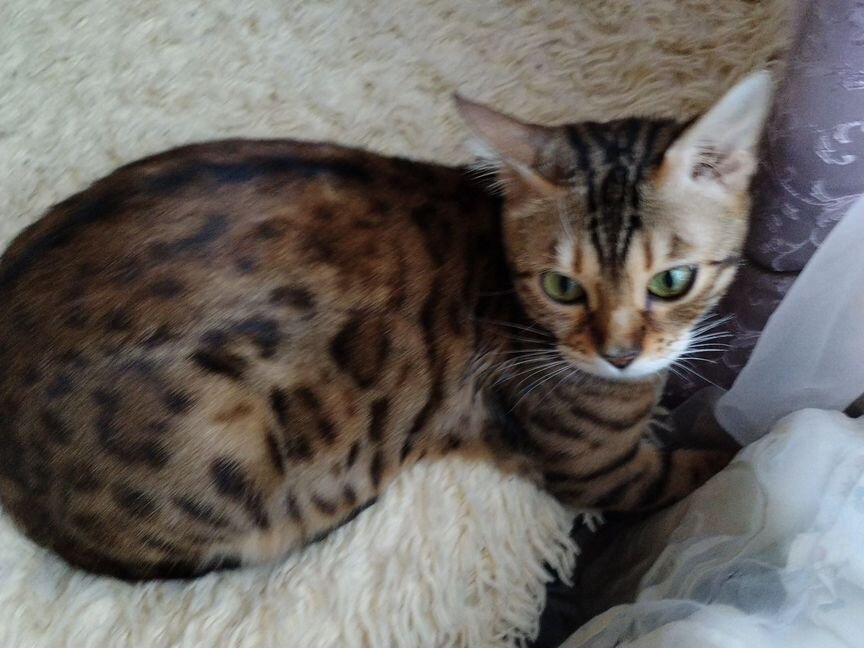 Бесплатно Бенгальская кошка вязка