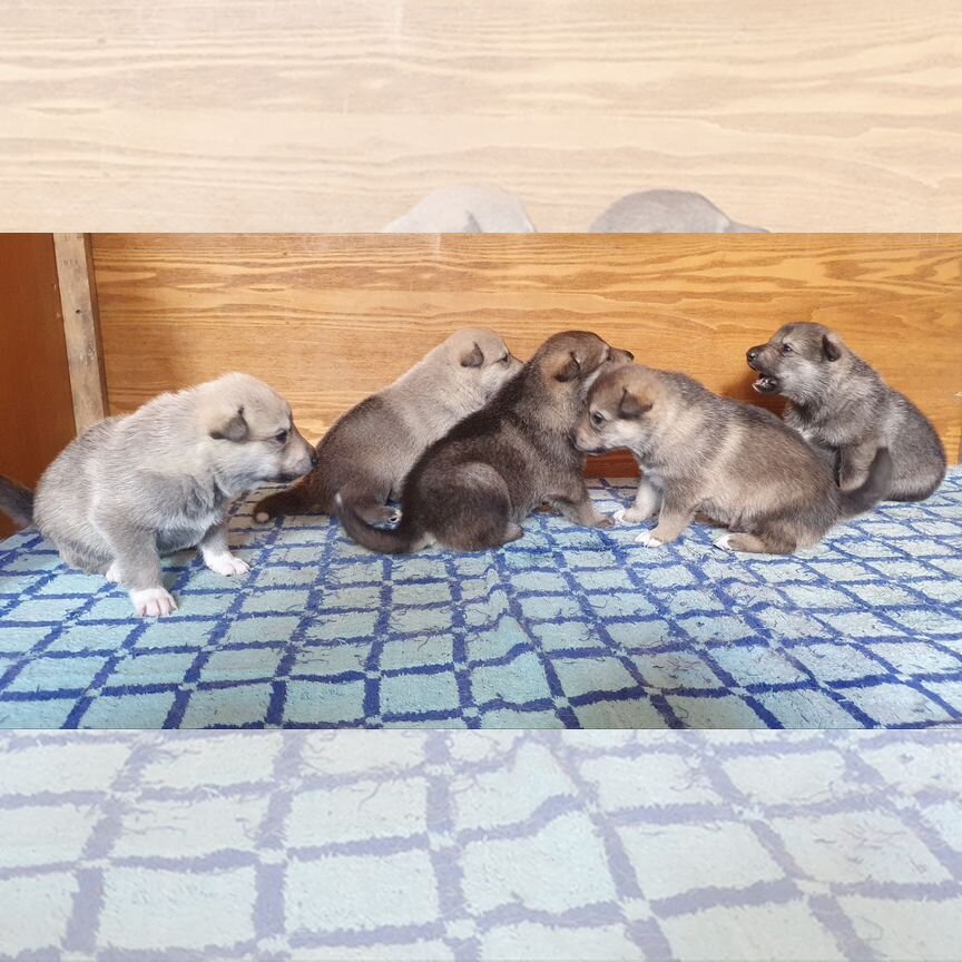 Западно сибирская лайка