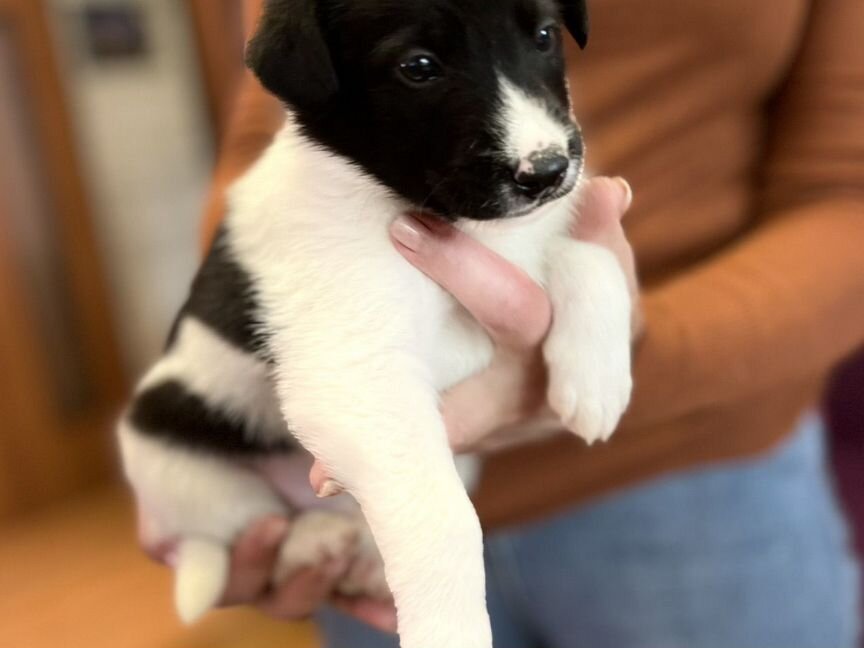 Патрик в дар