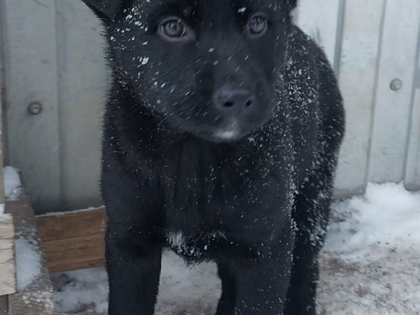 Щенок в добрые руки бесплатно