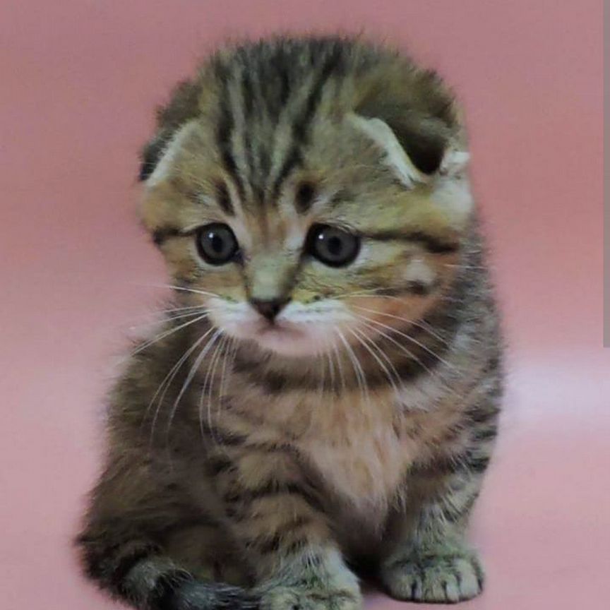 Шотландский мишка