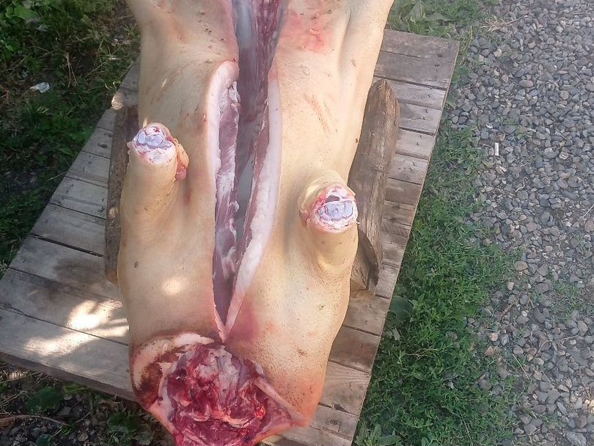 Свинина домашняя