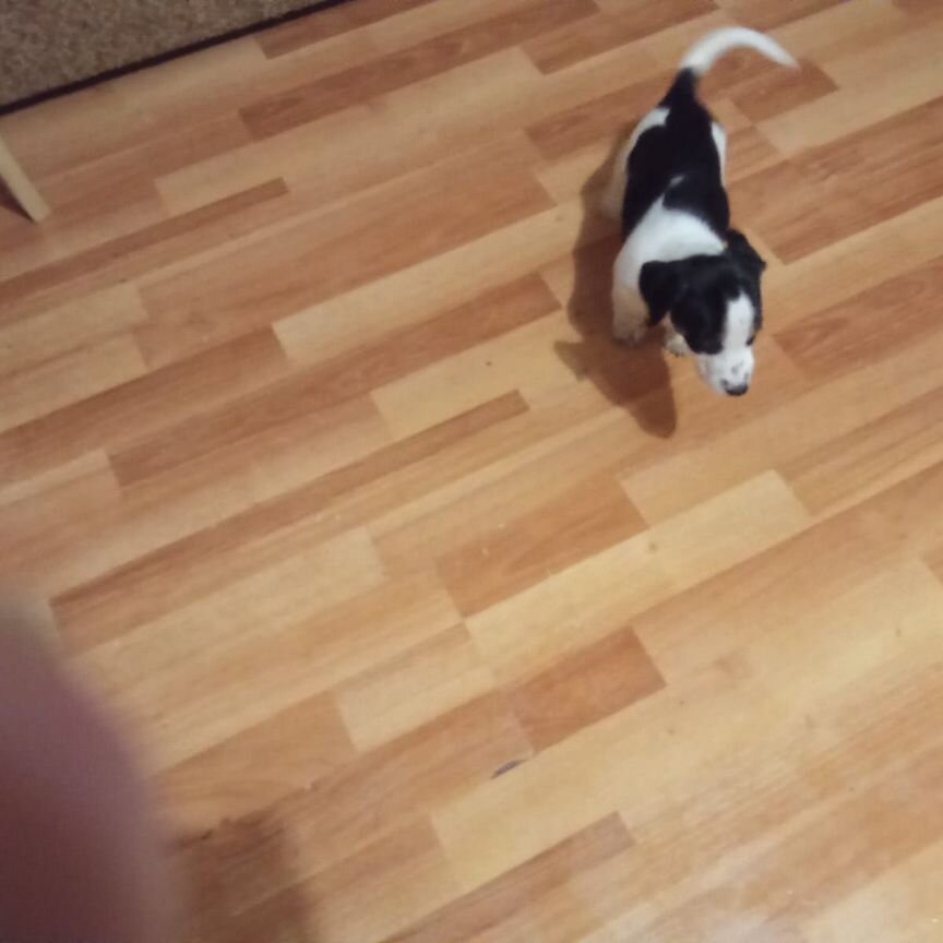 Щенки джек Рассел терьер гладкошерстный