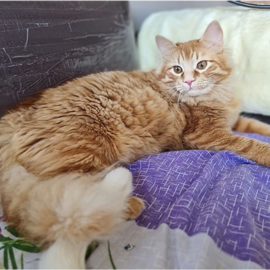 Левушка ищет дом