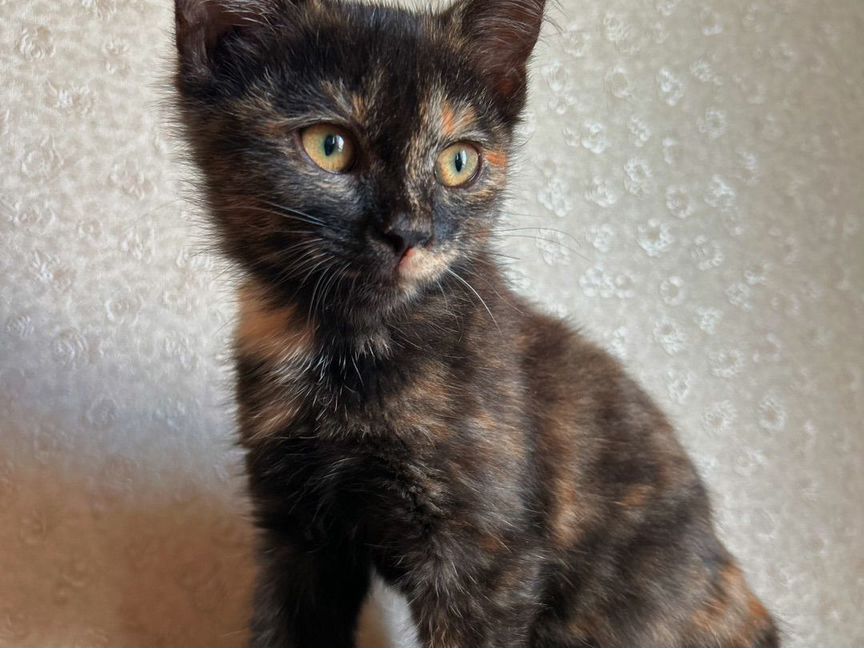Котенок