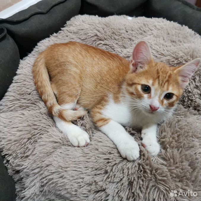 Кошка Рыжулька 2 месяца в дар