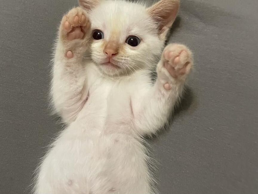 Отдам котёнка в добрые руки