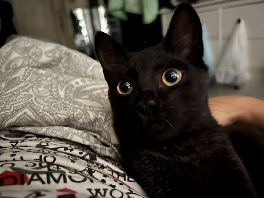 Черный котенок, 3,5 месяца