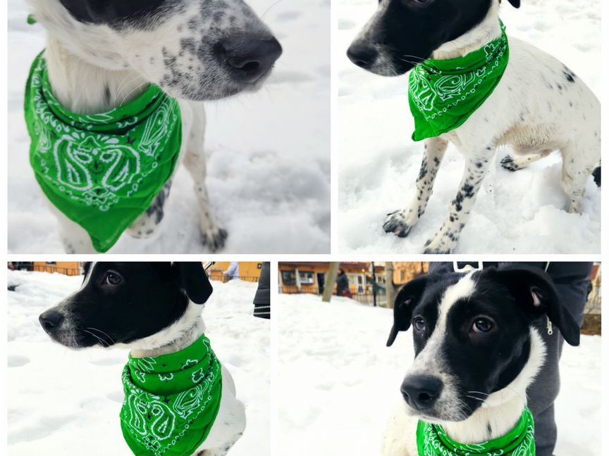 Малышка 4 мес, спасена с улицы