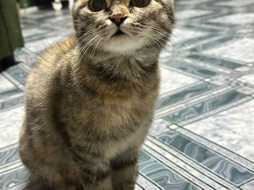Кошка в добрые руки