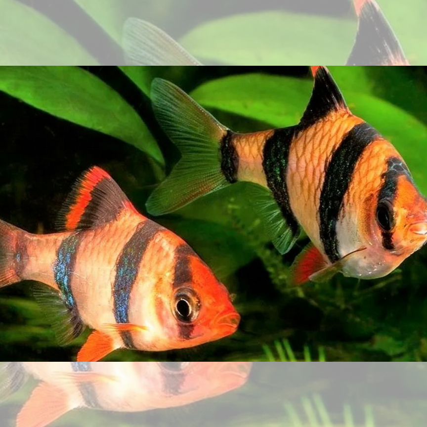 Барбус, Меченосец