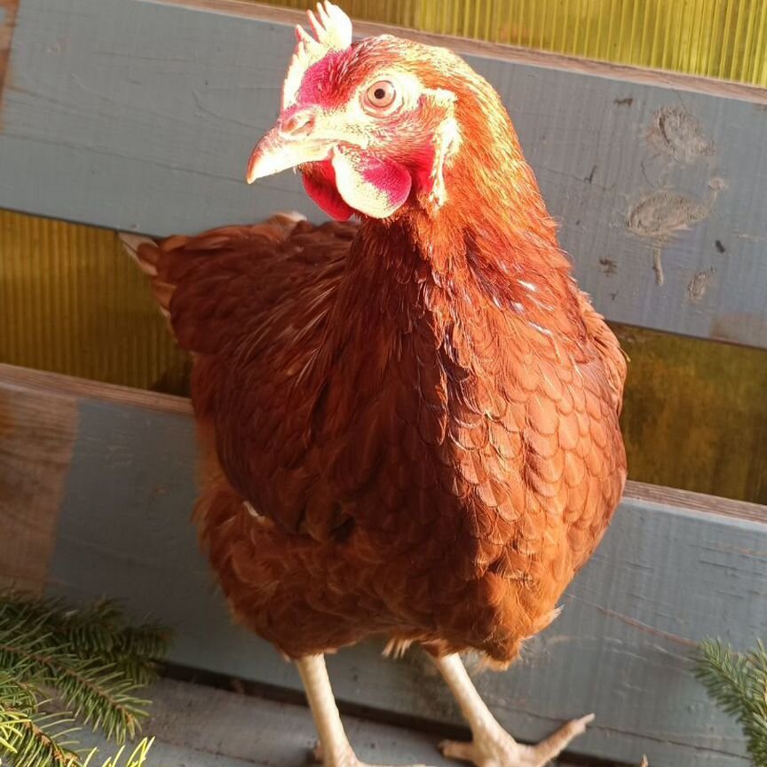 Куры молодки и другая птица