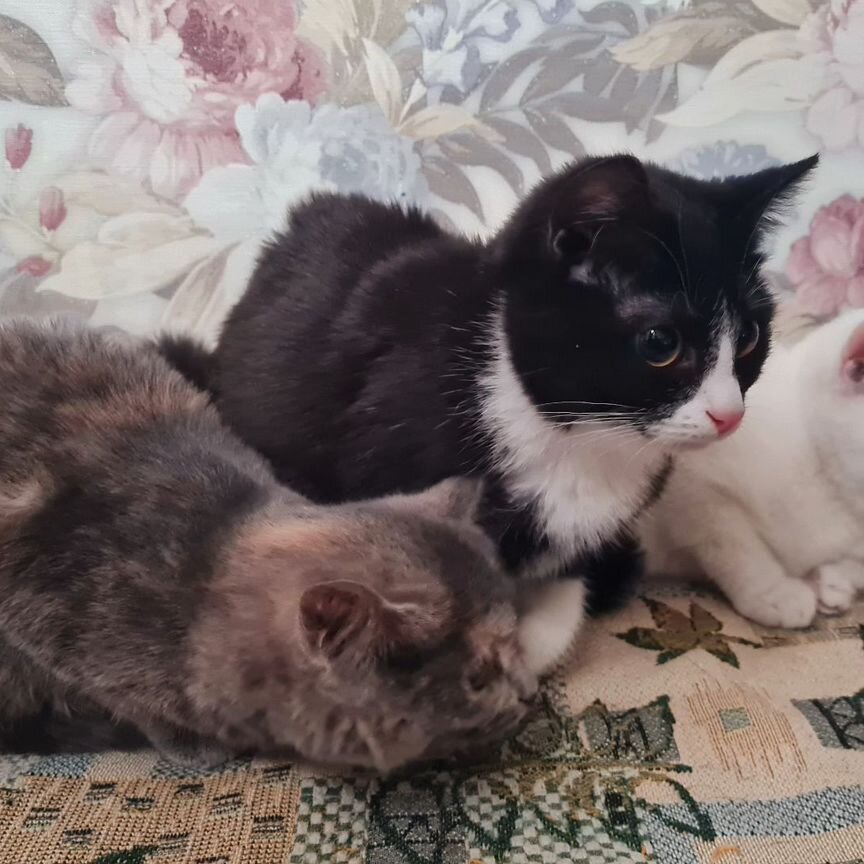 Подрощенные котята