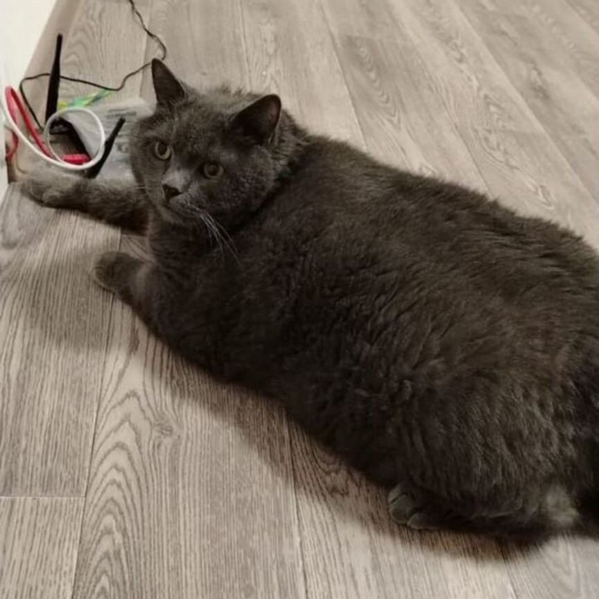 Хороший котик