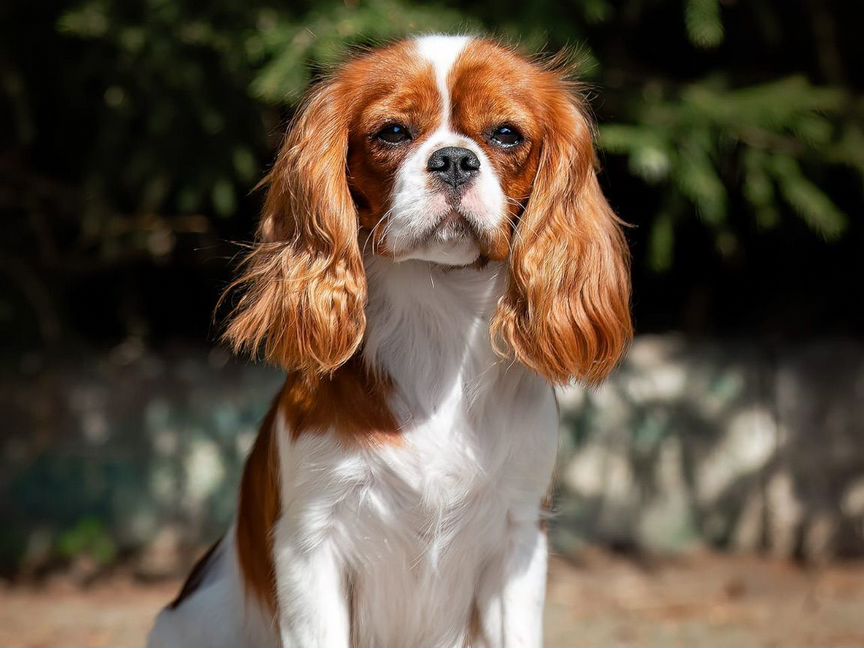 Кавалер кинг чарльз спаниель