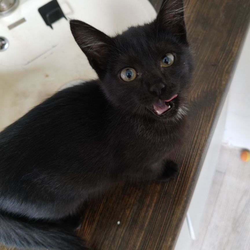 Сиамский котёнок