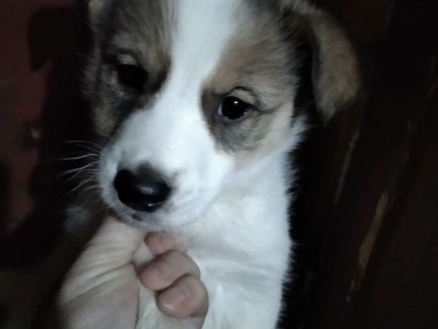 Собака дворняга