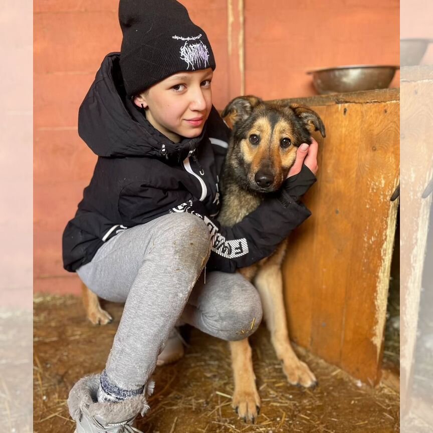 Собака в добрые руки