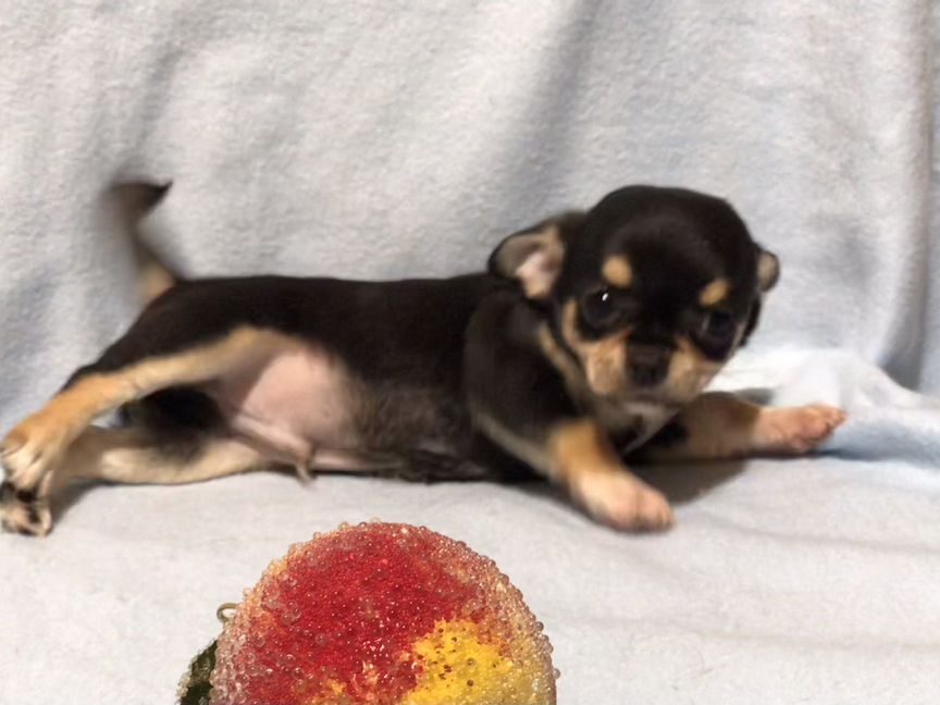 Чихуахуа яркий мальчишка