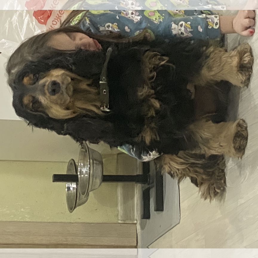 Английский кокер-спаниель, взрослая собака