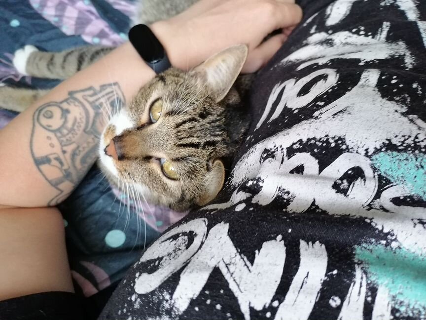 Длинный кот