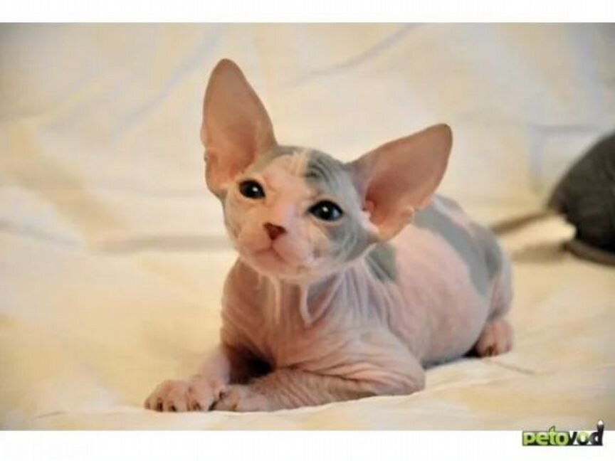 Канадский сфинкс котенок мальчик