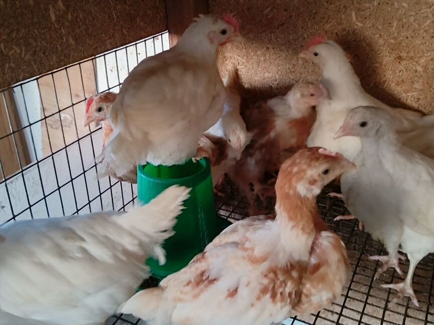 Куры утки петухи