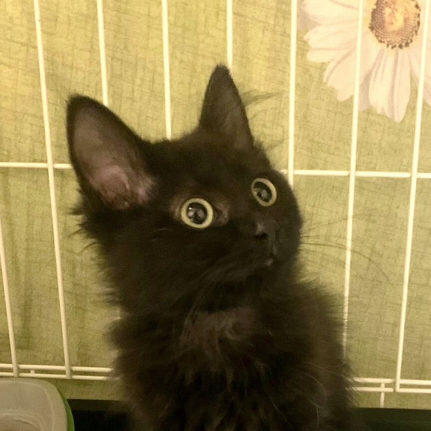 Котенок Кеша