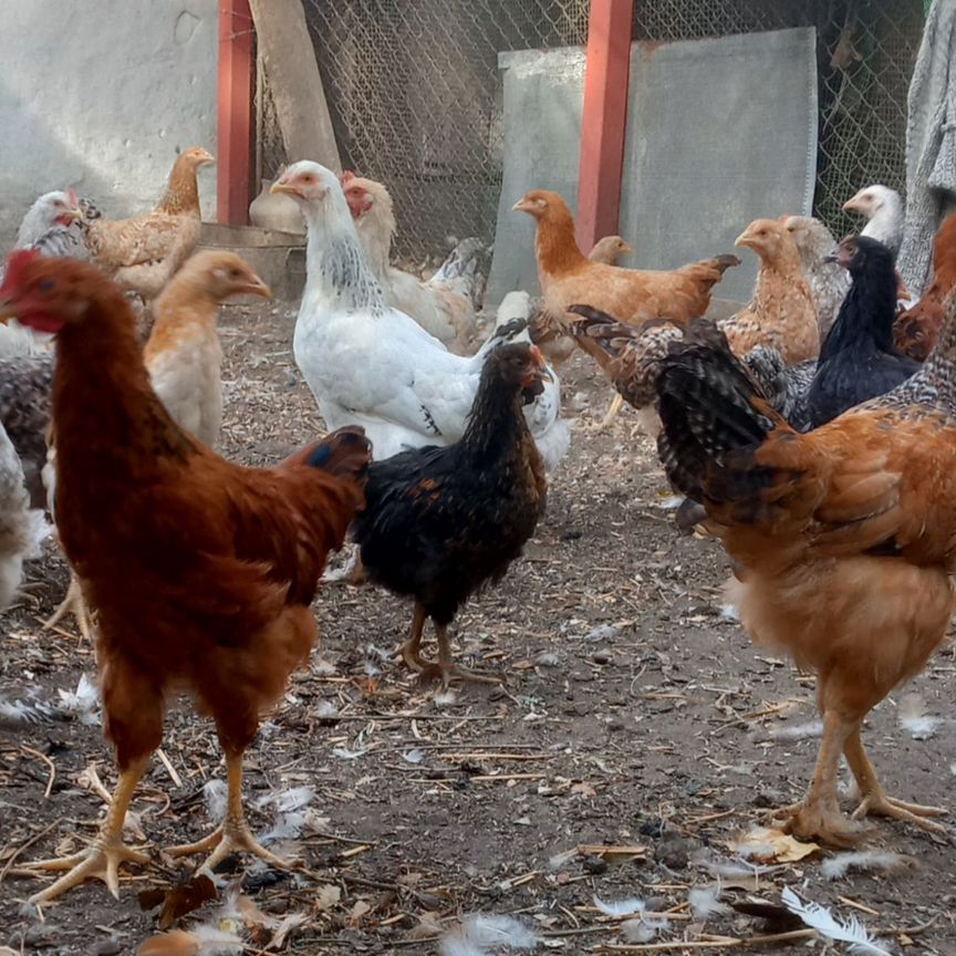 Петушки на племя