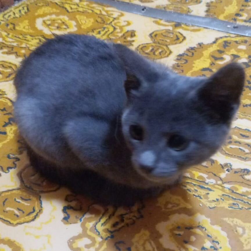 Котятки в добрые руки