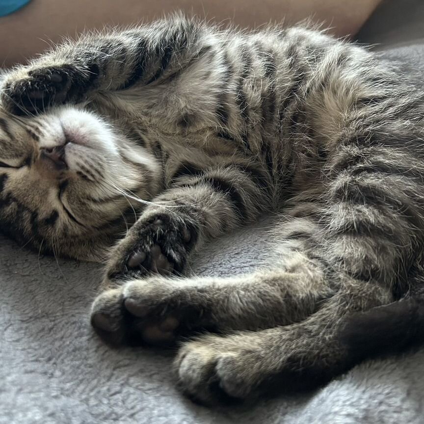 Шотланский котенок