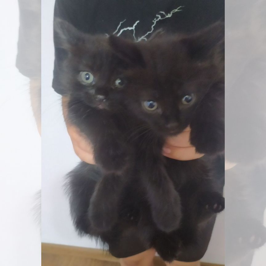 Котята