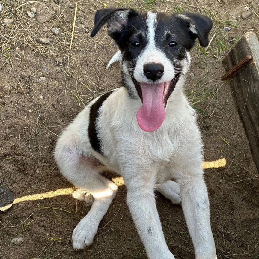 Щенок в добрые руки бесплатно