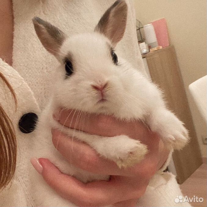 Карликовый кролик (мальчик)
