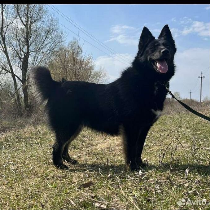 Собака метис, 1 год