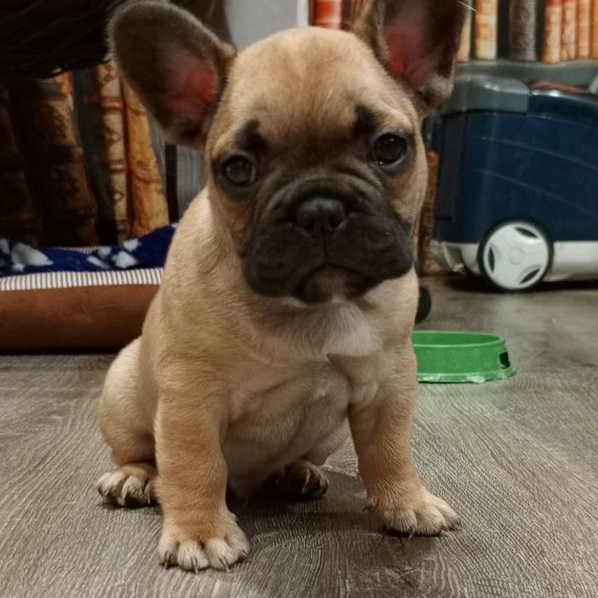 Французский бульдог щенки