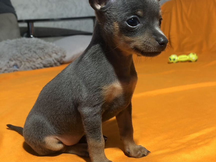 Мини той-терьер щенки