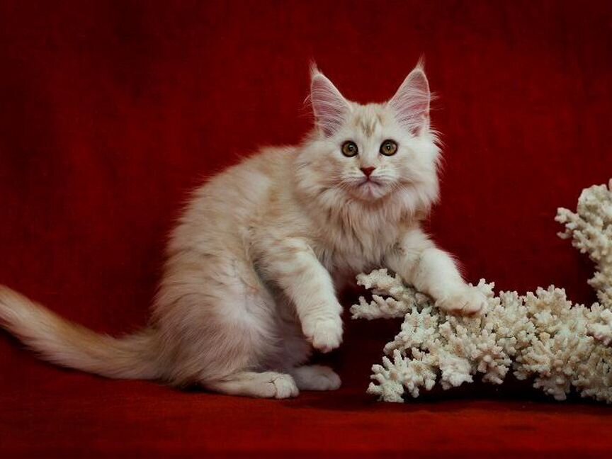 Нежная девочка Мейн-Кун с редким окрасом