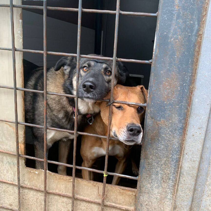 Взрослая собака в добрые руки