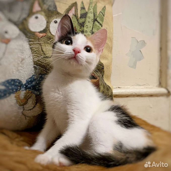 Котенок девочка Маргаритка